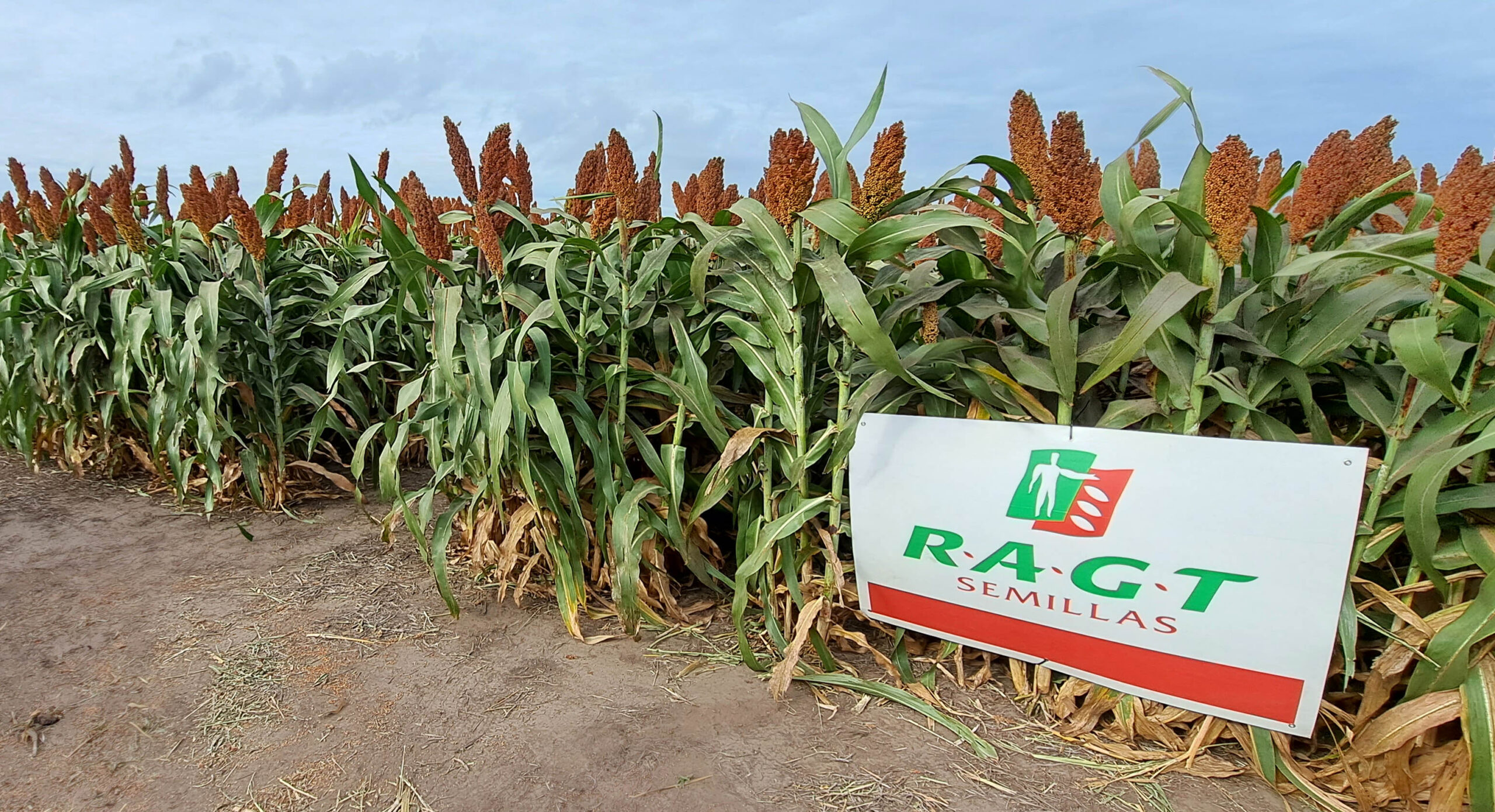 RAGT Semillas presenta híbridos de sorgo - Perspectives