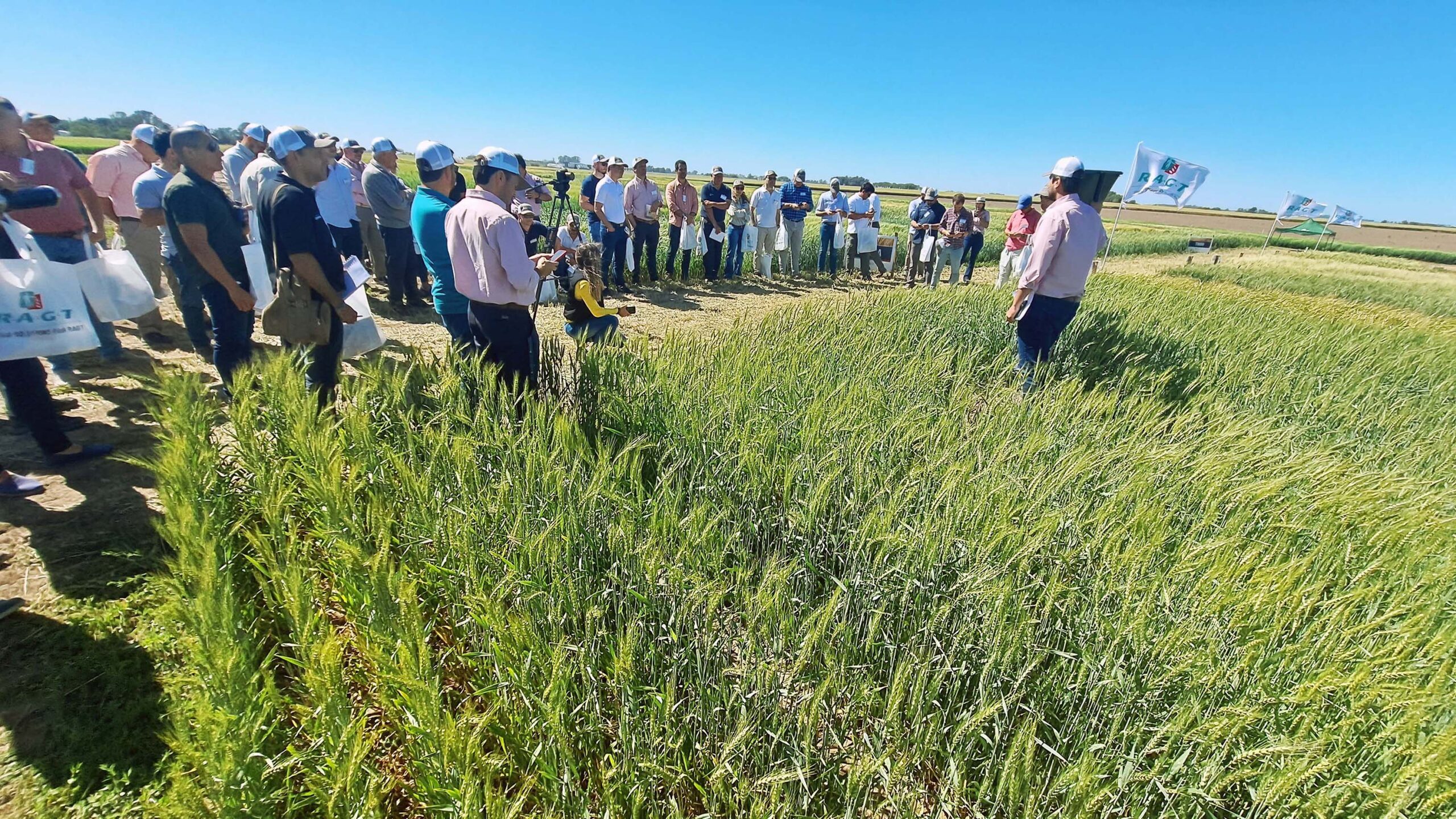 Ragt Semillas, la nueva genética que llega de Francia - Perspectives